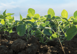 Enlist E3 Soybeans | Syngenta US