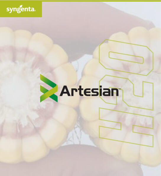 Syngenta Corn Traits | Syngenta US
