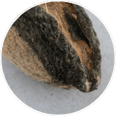 Tree Nuts | Syngenta US