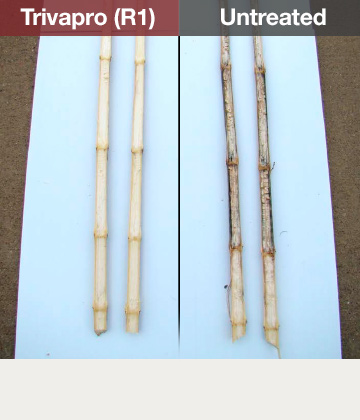 Trivapro Fungicide Performance | Syngenta US