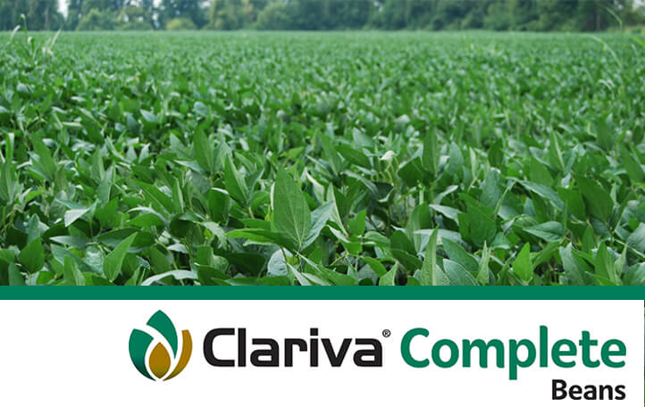 Seed Treatment | Syngenta